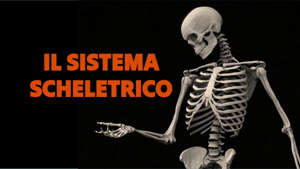 scheletro