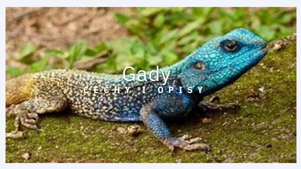 BASIC SHAPES PRESENTATION