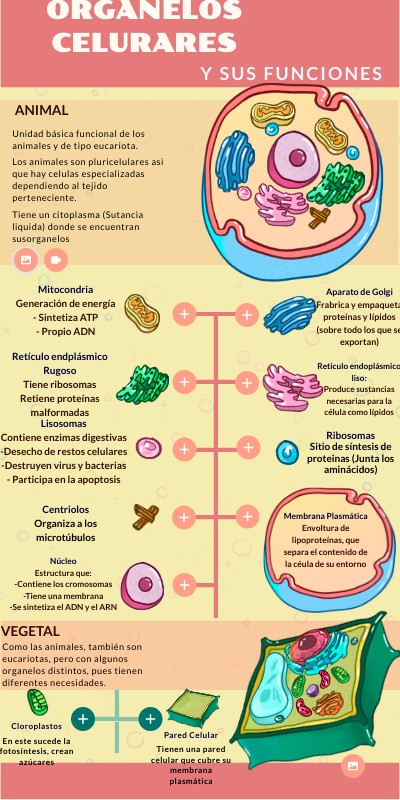 ORGANELOS CELULARES | Genially