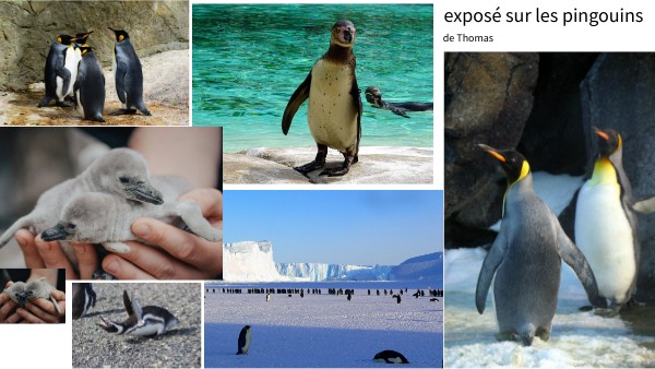 les pingouins | Genially