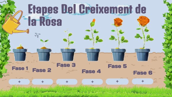 Etapes de la Rosa