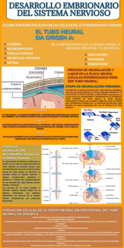 INFOGRAFIA DEL DESARROLLO EMBRIOLOGICO DEL SN | Genially