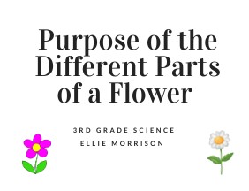 Interactive Image - Parts of a Flower
