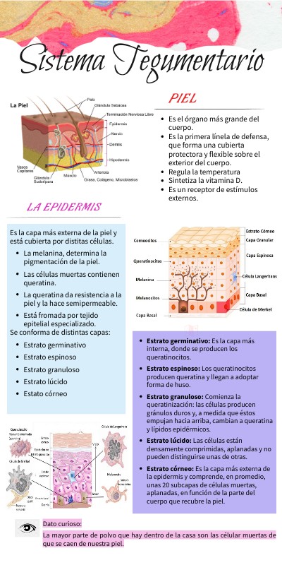 Sistema Tegumentario | Genially
