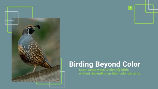 Birding Beyond Color