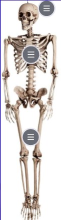 Lo scheletro