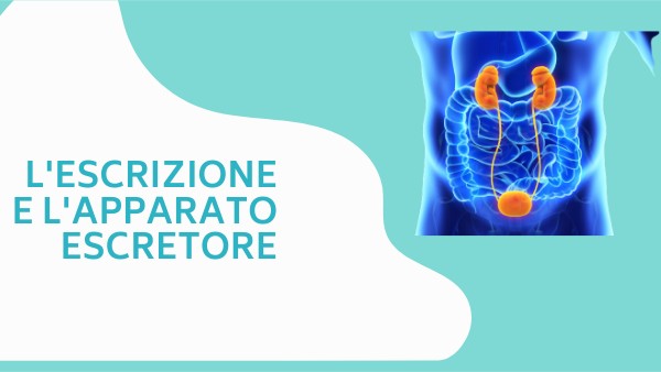 L'apparato escretore