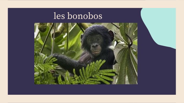 Les bonobos