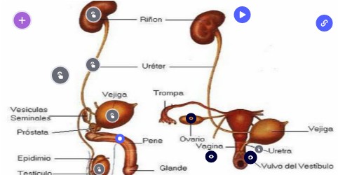 sistema genito urinario | Genially