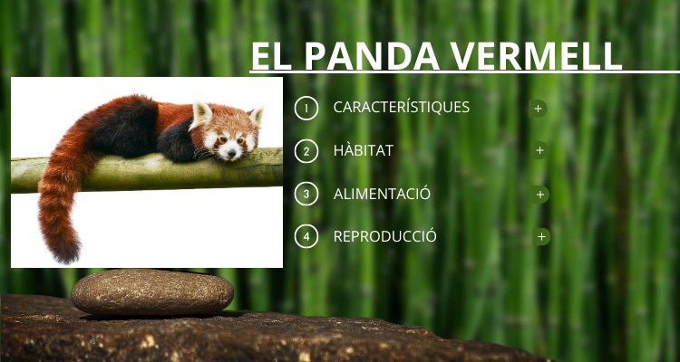 EL PANDA VERMELL | Genially