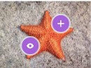 Starfish test