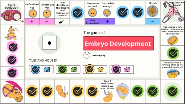 Embryo Development Game | Genially