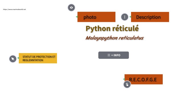 Python réticulé