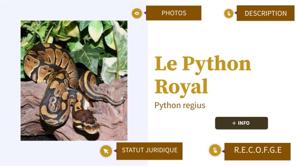 Python Royal | Genially