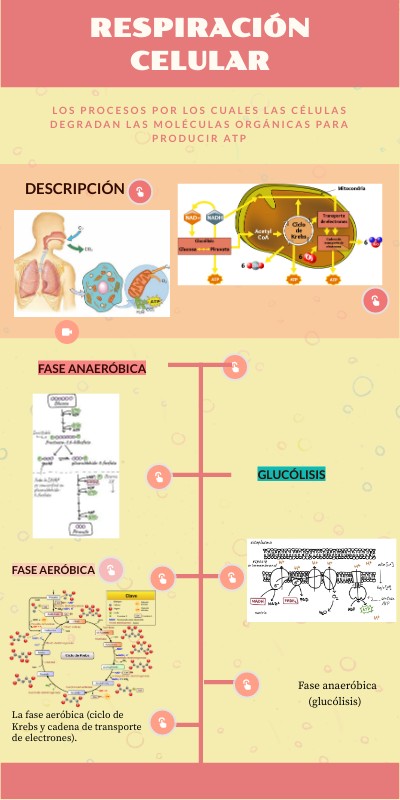 INFO VERTICAL CÉLULAS | Genially
