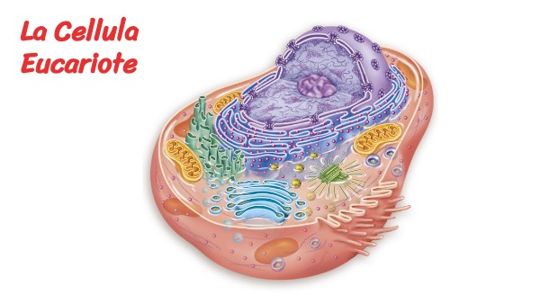 La cellula eucariote | Genially