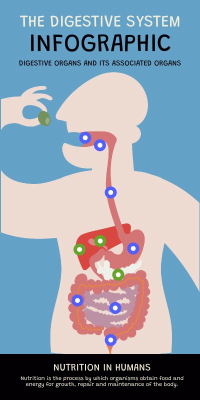 Digestive system