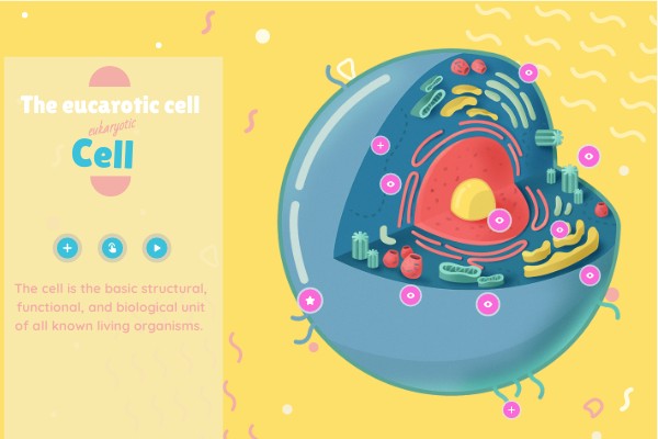 The eukaryotic cell | Genially
