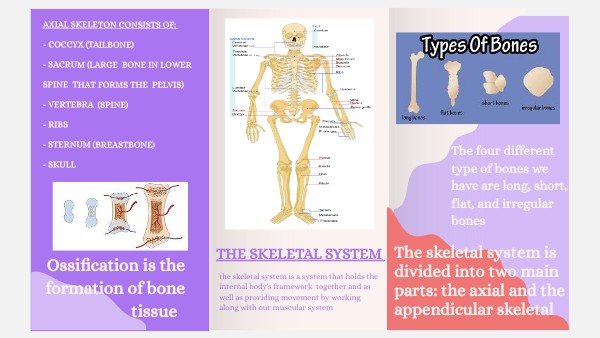 PAMPLET | anatomy | Genially