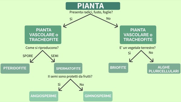 MAPPA classificazione piante