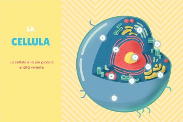 The Eukaryotic Cell | Genially