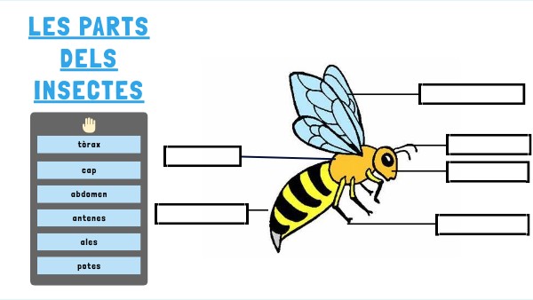JOC PARTS DELS INSECTES | Genially