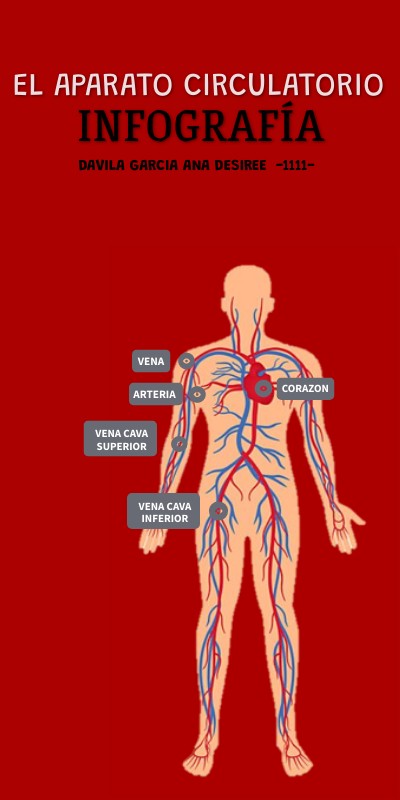 Aparato Circulatorio infografía | Genially
