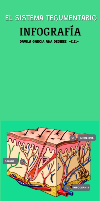 Sistema Tegumentario infografía | Genially