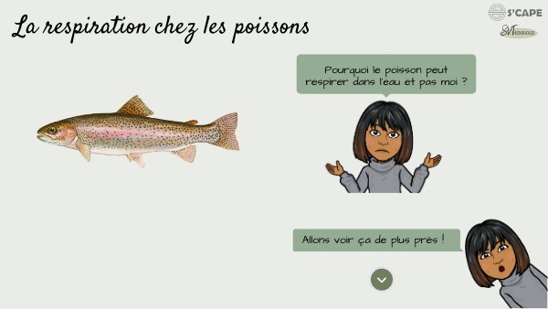 La respiration chez les poissons | Genially