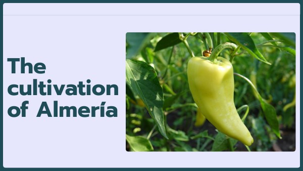 The cultivation of Almería