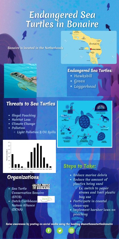 Endangered Sea Turtles in Bonaire