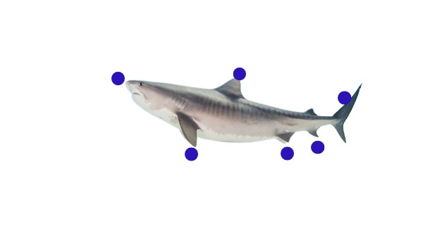 Sharks