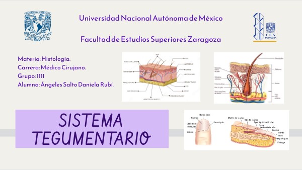 Sistema tegumentario | Genially