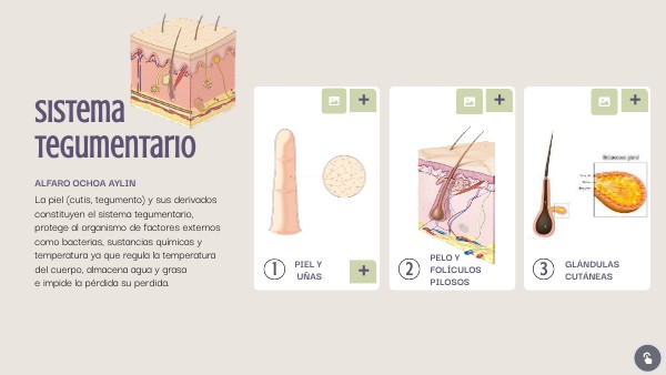 SISTEMA TEGUMENTARIO | Genially