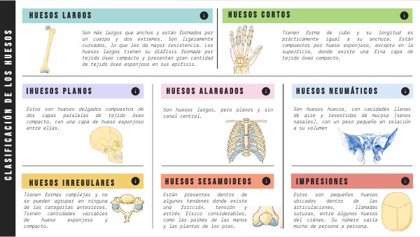 CLASIFICACION DE LOS HUESOS | Genially