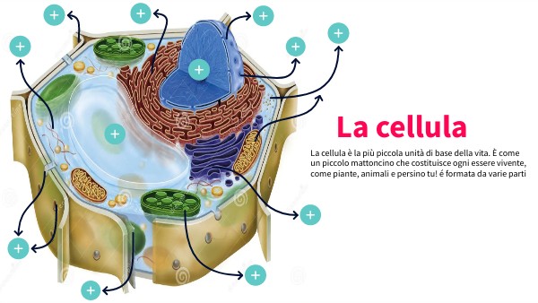 Poster interattivo cellula