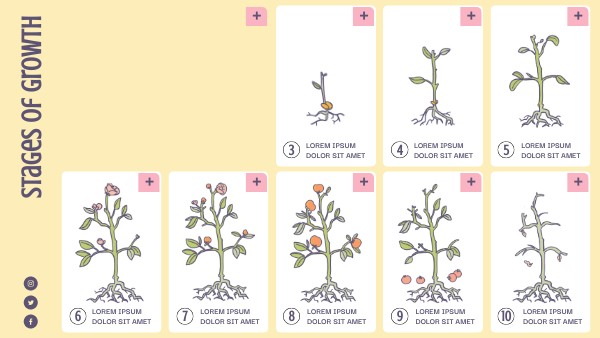PLANT GROWTH STAGES
