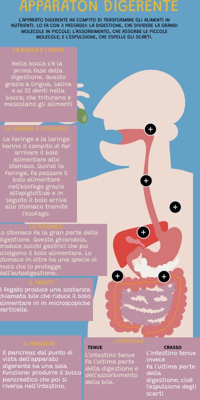 DIGESTIVE VERTICAL INFO