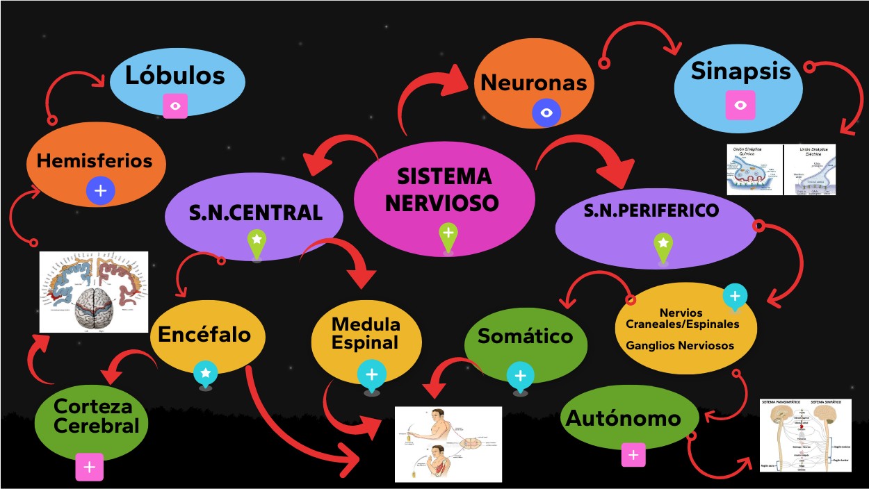 Mapa mental, Neurofisiologia | Genially