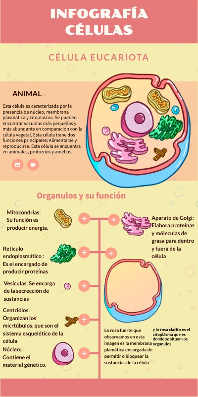 INFO VERTICAL CÉLULAS | Genially