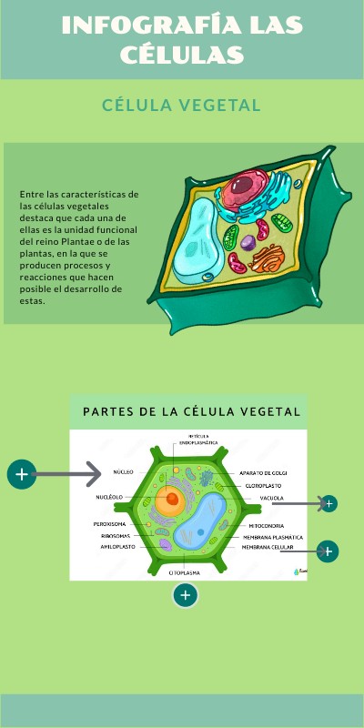 INFO VERTICAL CÉLULAS | Genially