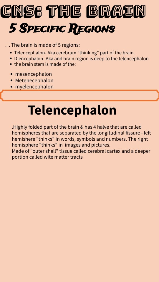 anatomy of the brain notes | Genially