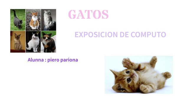Gatos