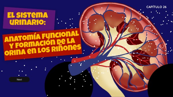 CAPÍTULO 26 GUYTON | Genially