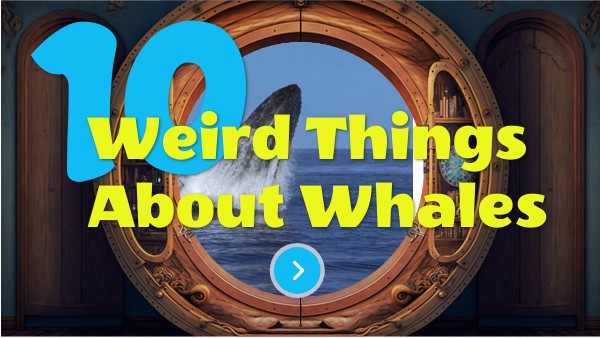 10 Weird Facts About Whales