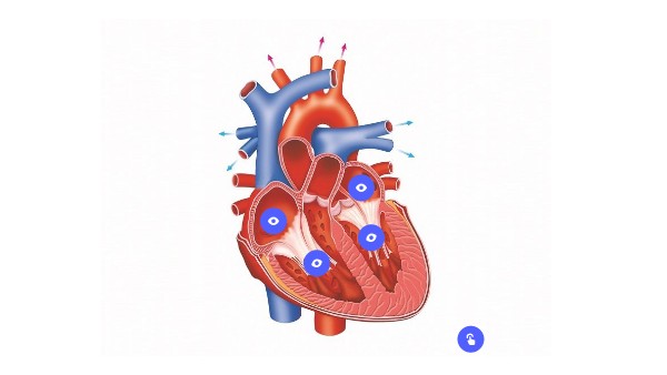 Cuore Anatomia | Genially