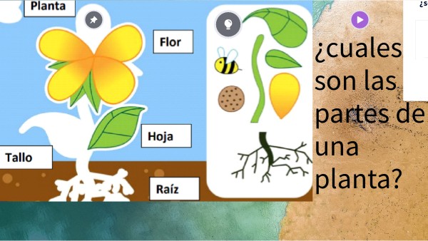 imagen interactiva de las plantas