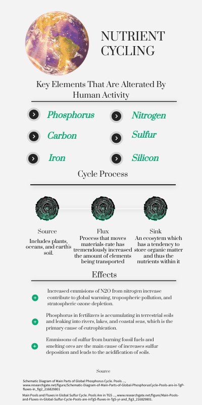 Nutrient Cycling Infographic | Genially