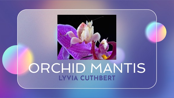 Anthropoda orchid mantis presentation - lyvia cuthbert | Genially