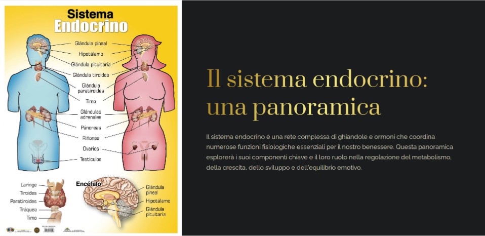 IL SISTEMA ENDOCRINO